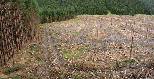 Défrichement et déboisement de terrain : quelles différences retenir ...