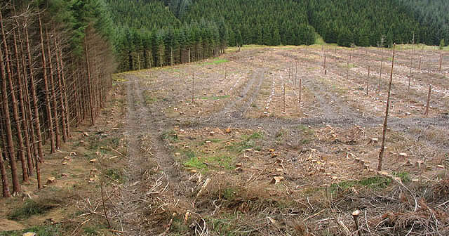 Défrichement et déboisement de terrain : quelles différences retenir ...