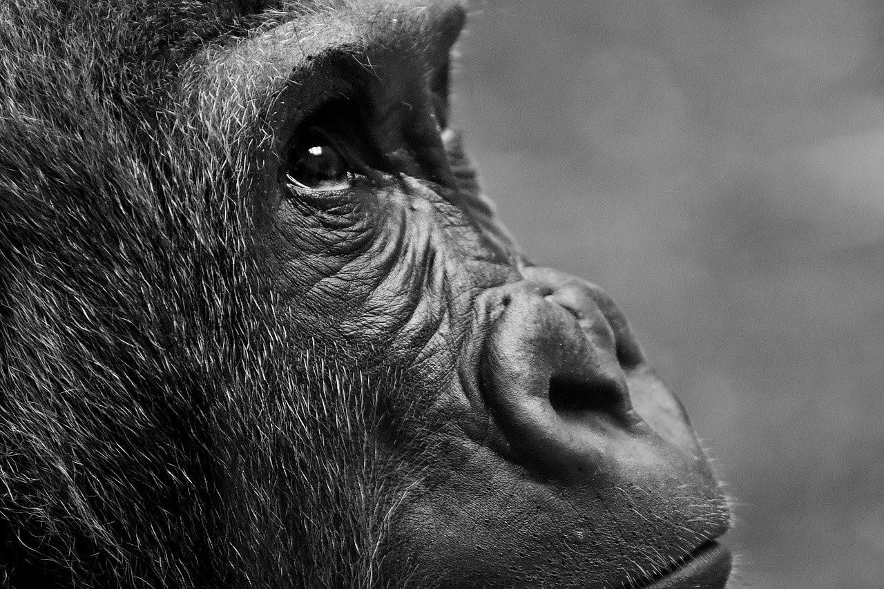 Emile Ouosso explique comment se fait la protection des gorilles au Congo