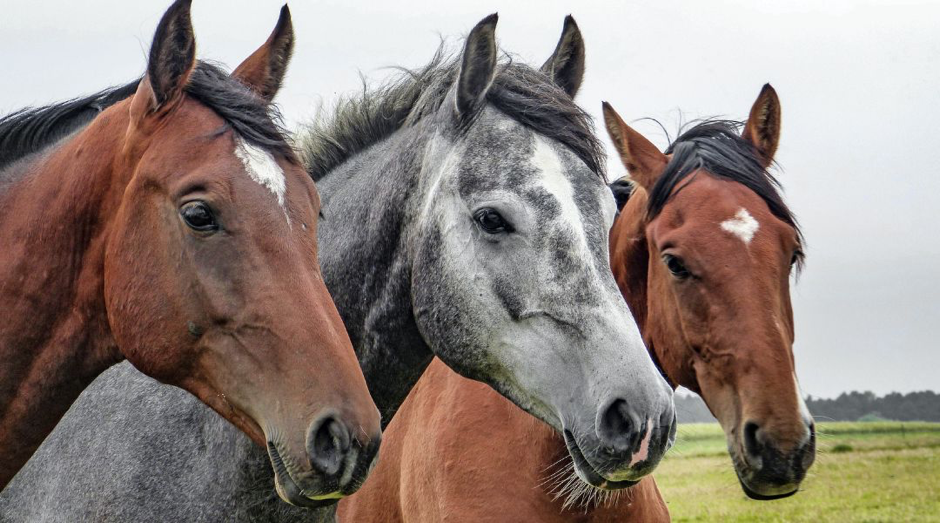 Le meilleur probiotique pour cheval